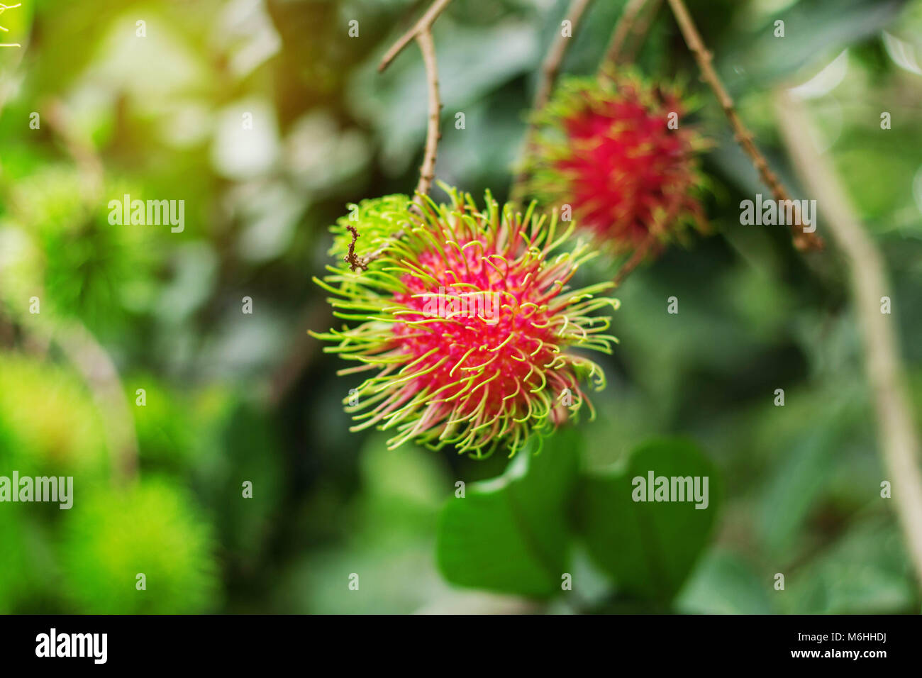 Rambutan on tree with green background Stock Photo - Alamy
