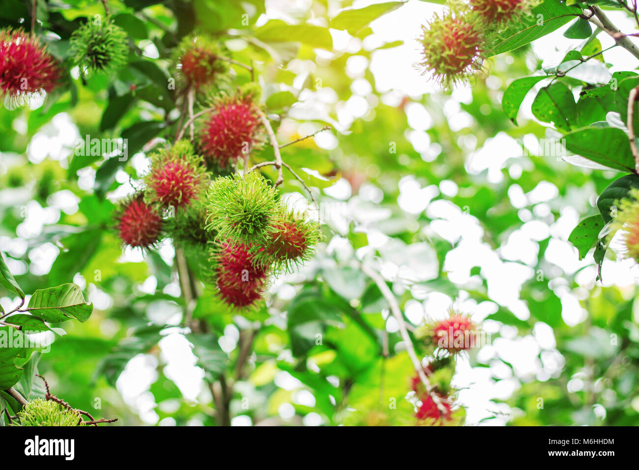 Rambutan on tree with a light background Stock Photo - Alamy