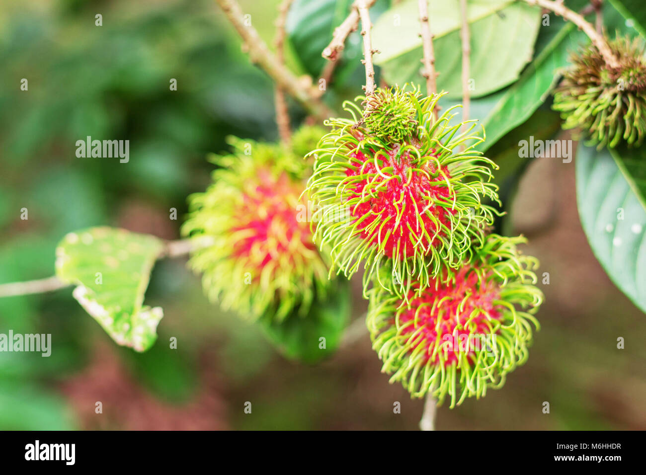 Red rambutan on tree with natural green background Stock Photo - Alamy