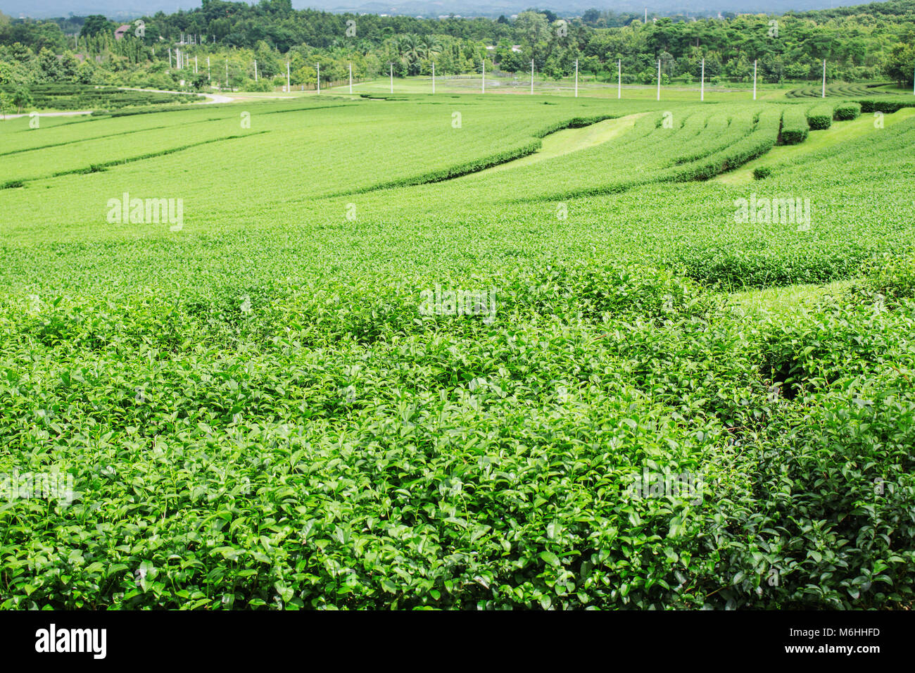 Green tea farm with mountain background Stock Photo - Alamy