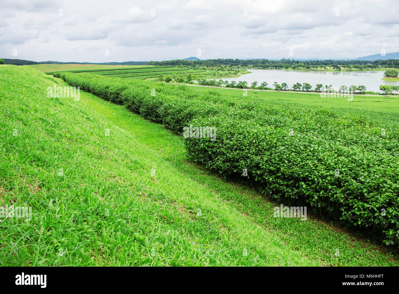 Green tea farm and pond with sky background Stock Photo - Alamy