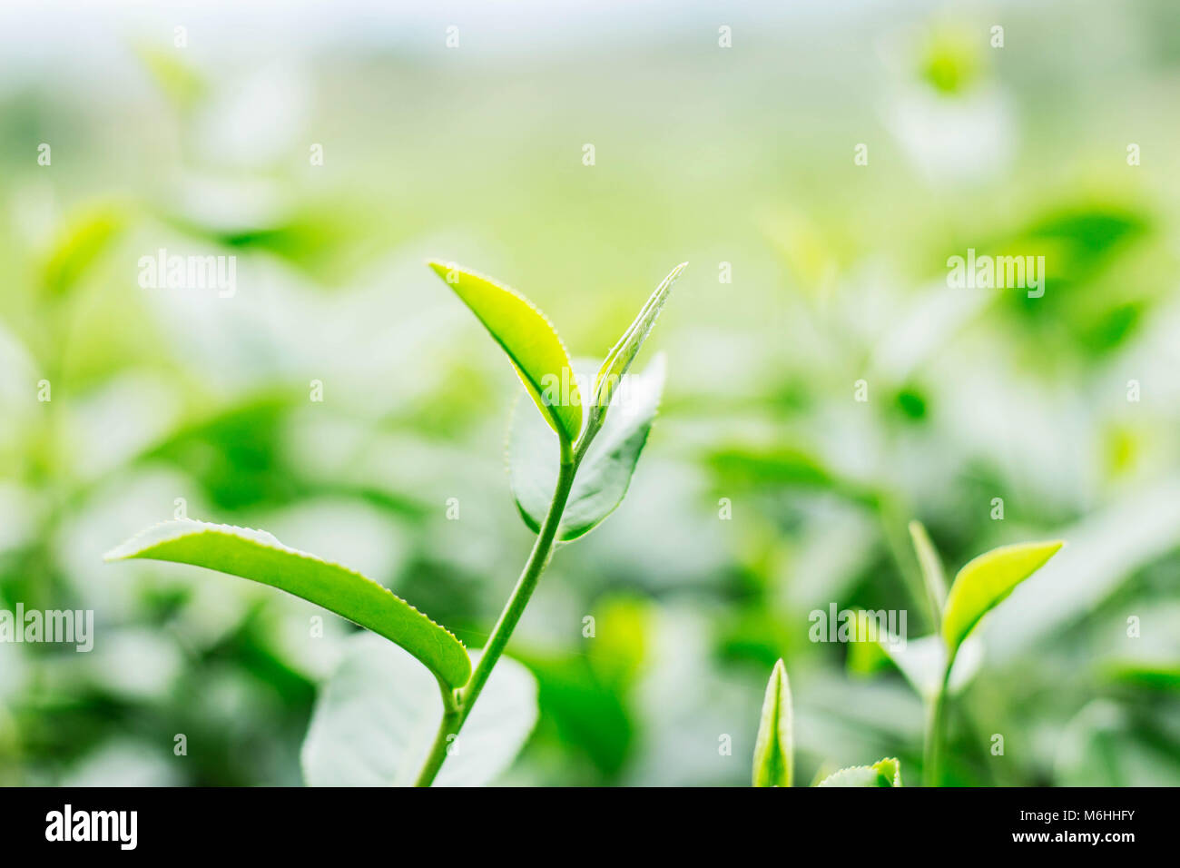 young tea leaves with a green background Stock Photo - Alamy