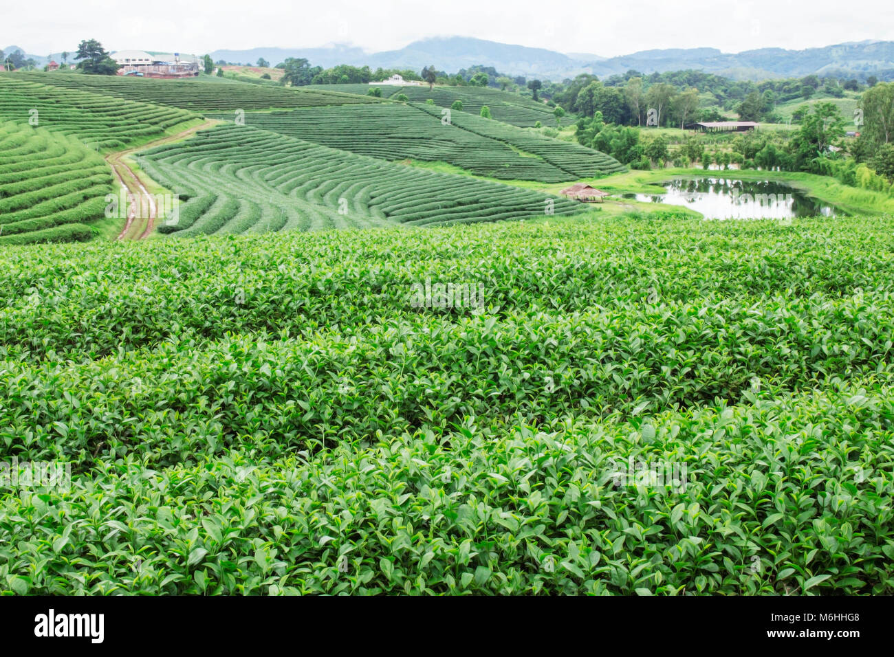 Tea plantation and pond on the hill with green nature Stock Photo - Alamy