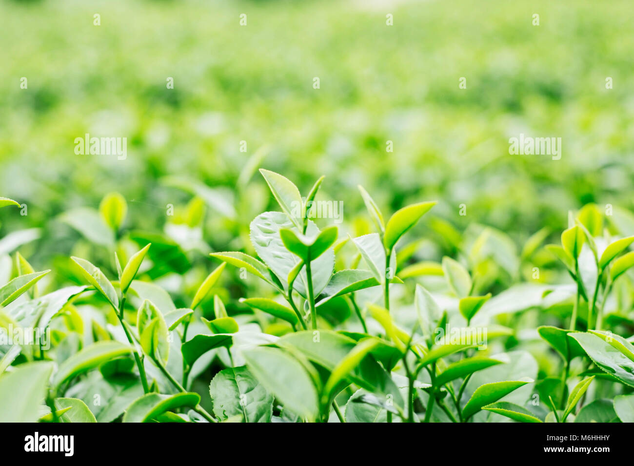 Growing young tea leaves with a green background Stock Photo - Alamy