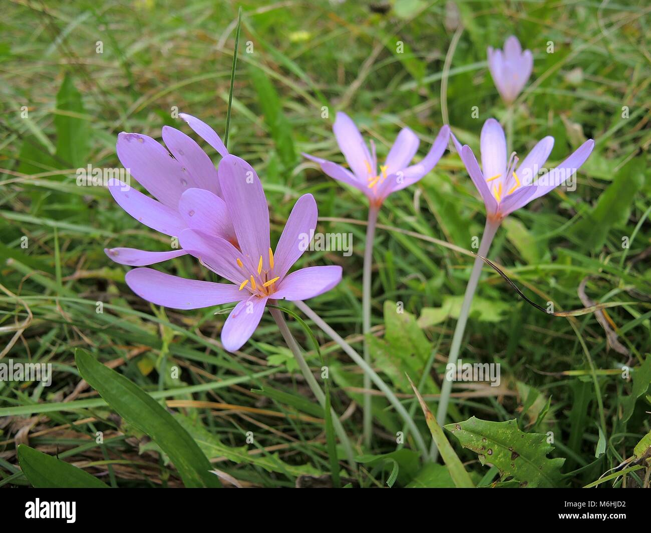 Colchicum autumnale 1 Stock Photo - Alamy
