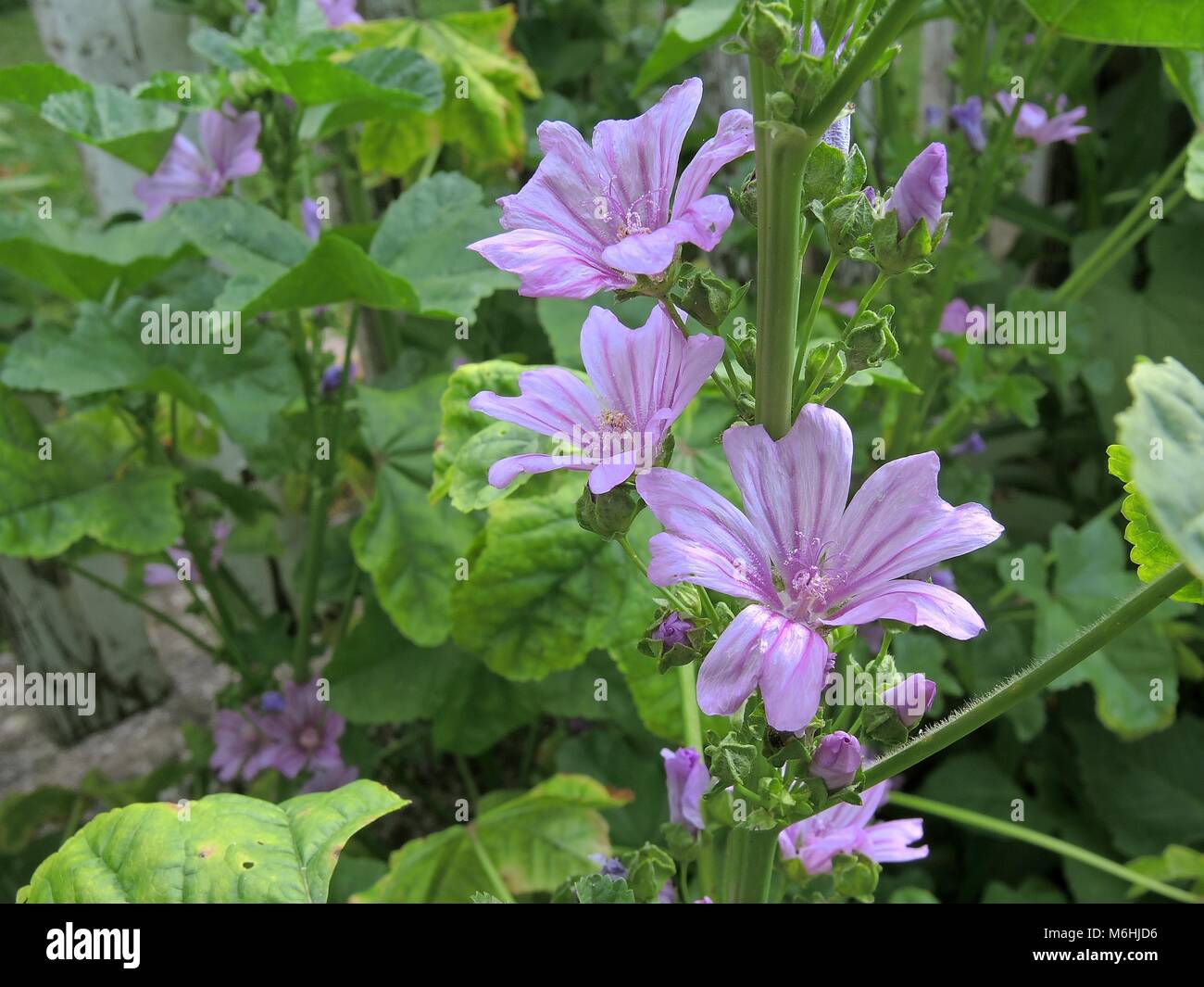 Common Mallow 2 Stock Photo - Alamy