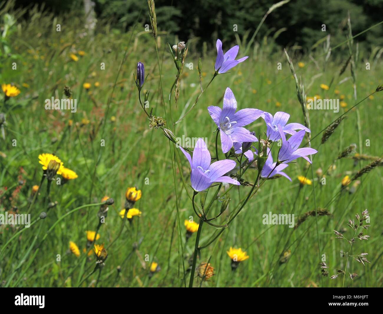 Lean meadows hi-res stock photography and images - Alamy