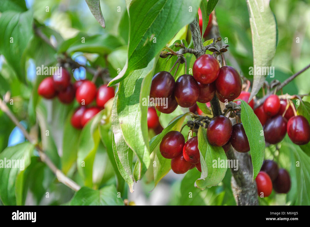 european cornel 8 Stock Photo - Alamy