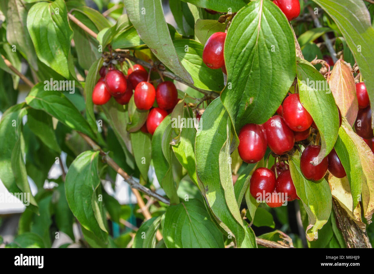 european cornel 9 Stock Photo - Alamy