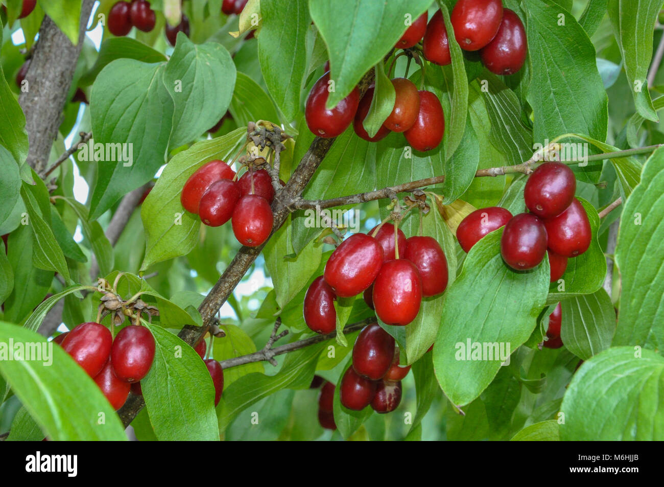 european cornel 10 Stock Photo - Alamy