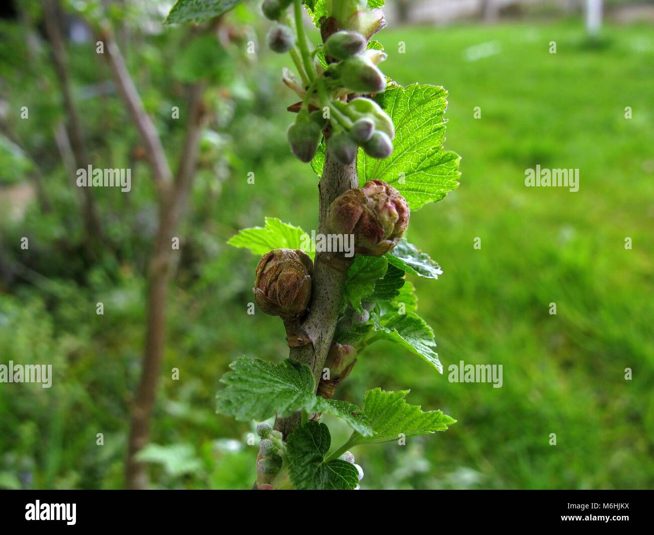 Black currant gall mite hi-res stock photography and images - Alamy