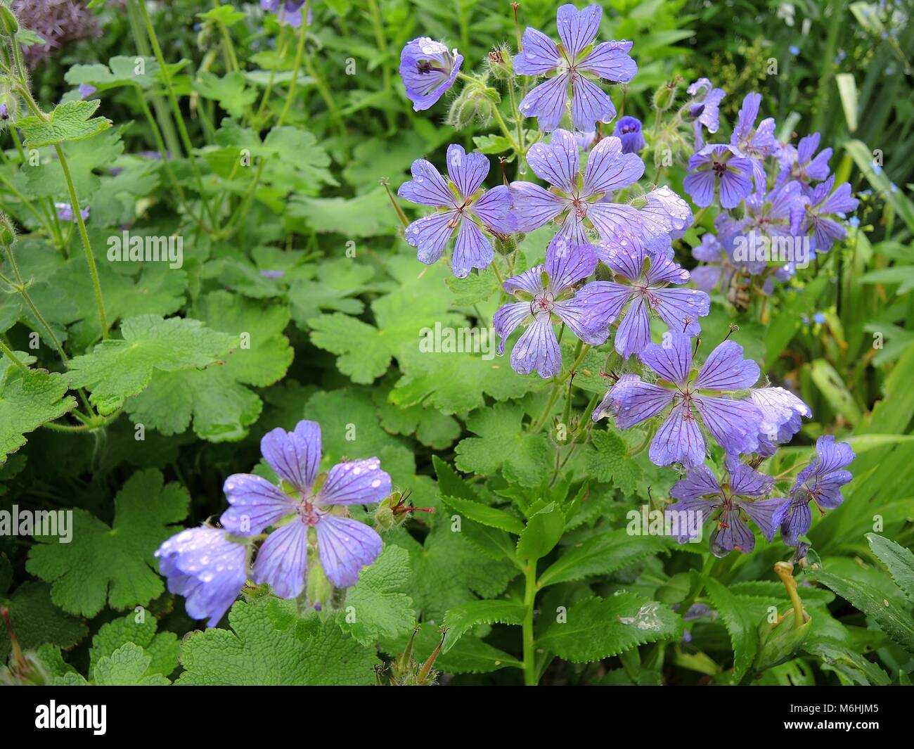 Geranium pratense 2 Stock Photo - Alamy