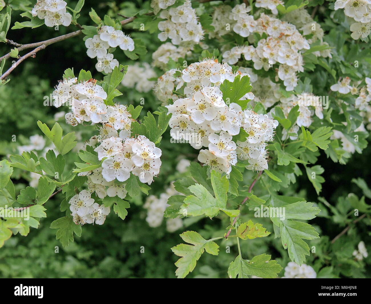 hawthorn blossom 5 Stock Photo - Alamy
