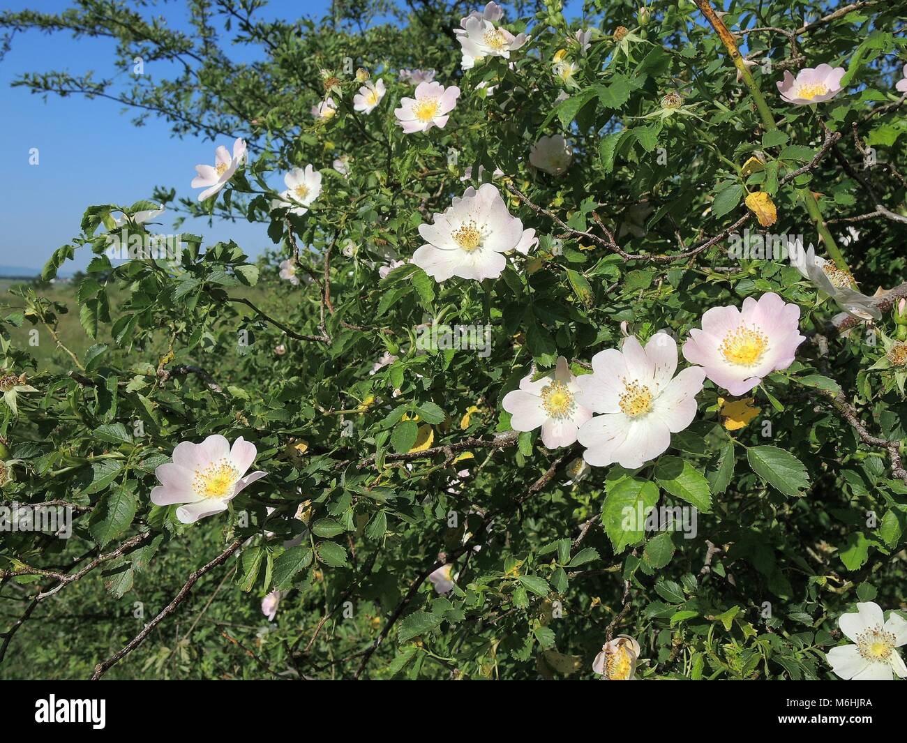 Hedge rose hi-res stock photography and images - Alamy