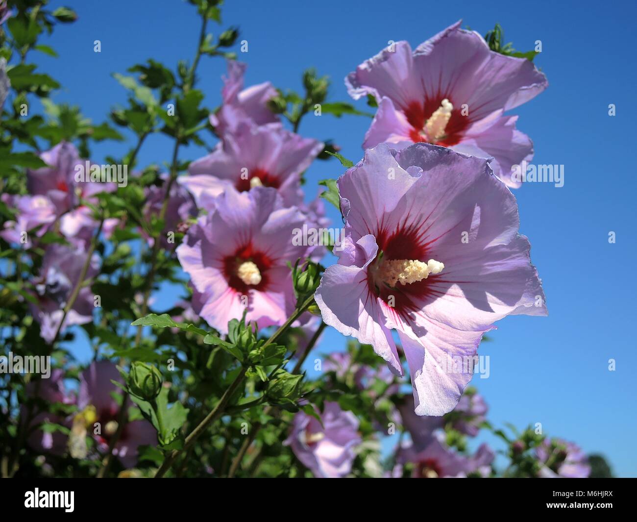 Hibiskus syriacus hi-res stock photography and images - Alamy