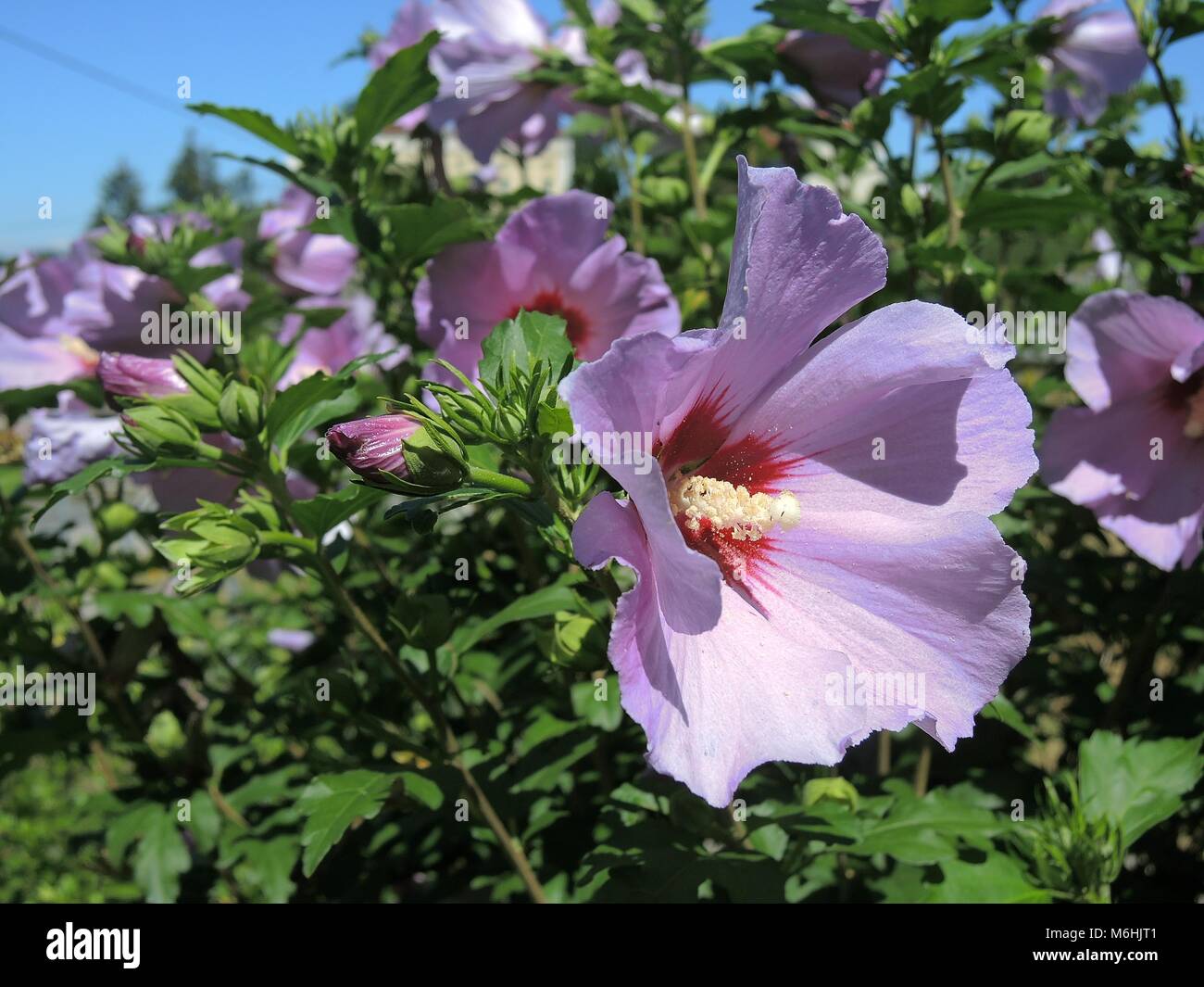 Hibiskus syriacus hi-res stock photography and images - Alamy