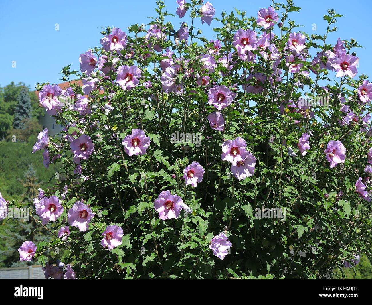 Hibiskus syriacus hi-res stock photography and images - Alamy