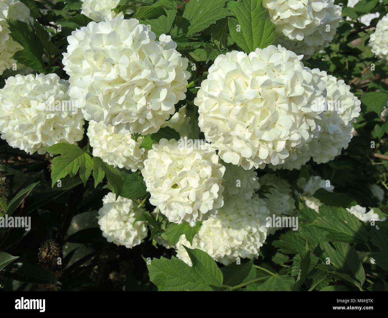 Hydrangea arborescens 1 Stock Photo - Alamy