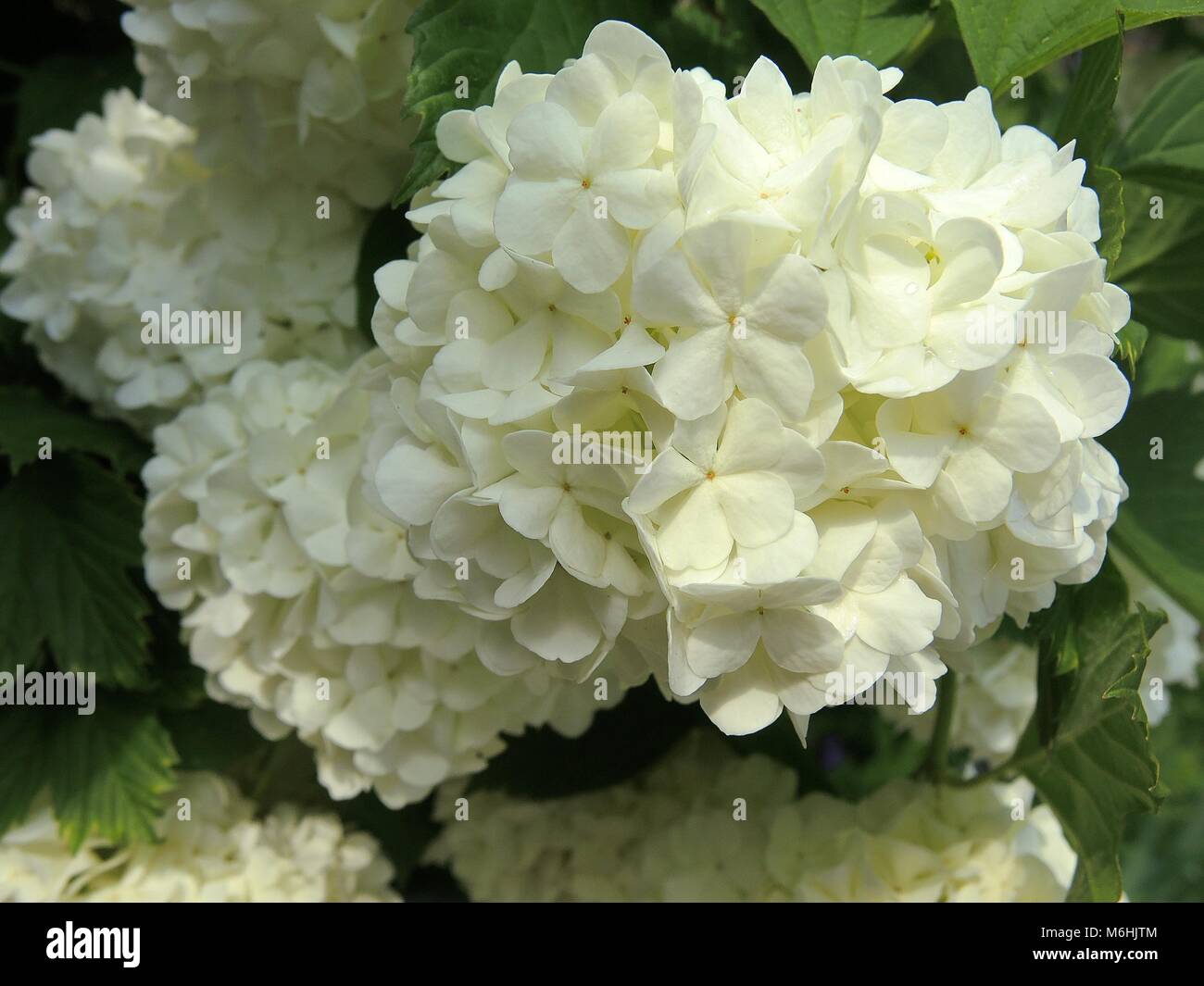 Hydrangea arborescens 2 Stock Photo - Alamy