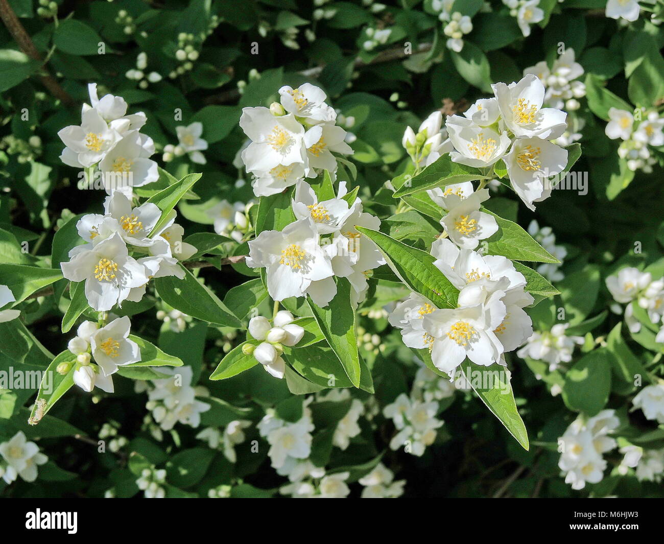 Jasmine hedges hi-res stock photography and images - Alamy