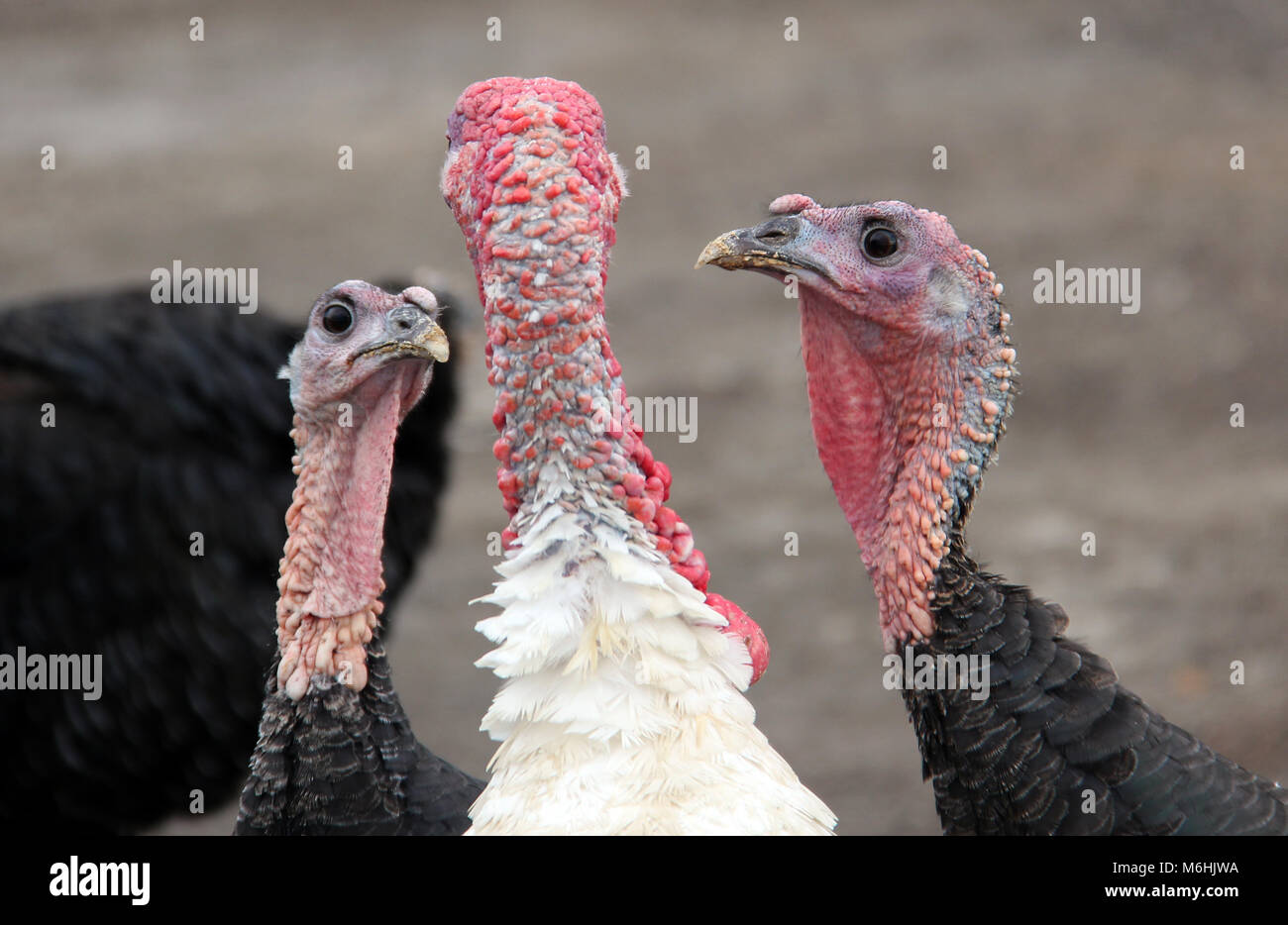Turkeys meat hi-res stock photography and images - Alamy