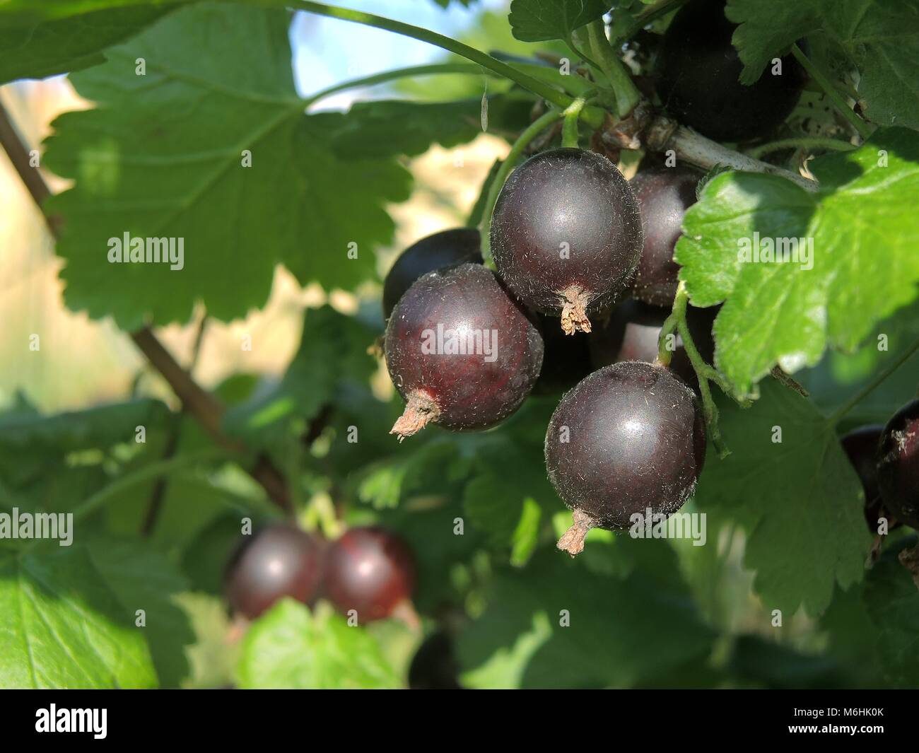 Soft fruit plantations hi-res stock photography and images - Alamy