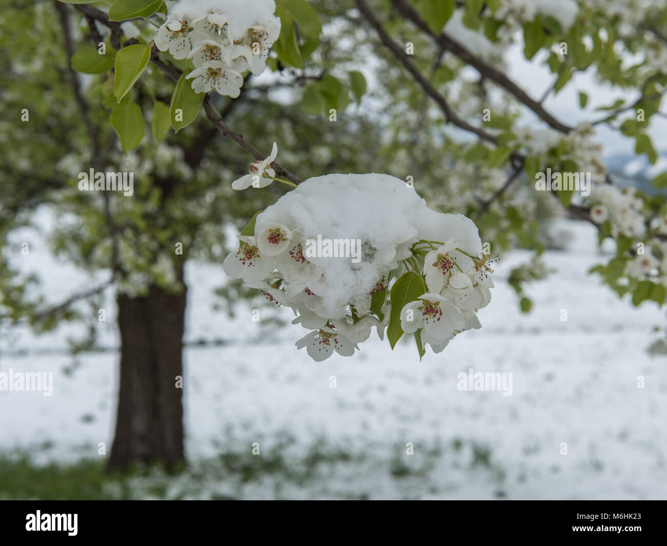 Late winter cider fruit 2 Stock Photo - Alamy