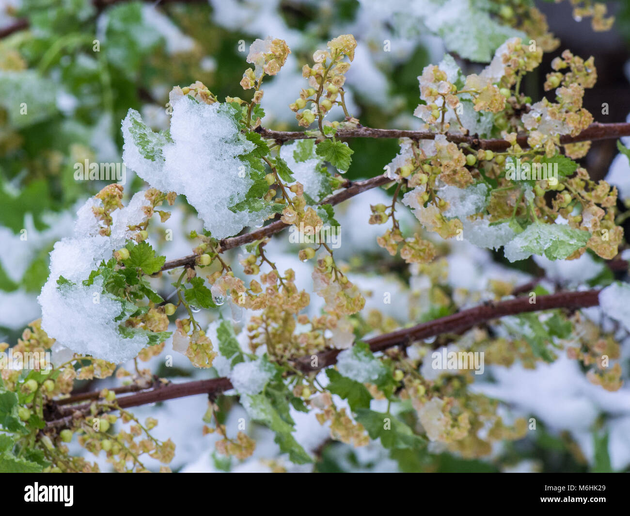 Late winter currant 3 Stock Photo - Alamy