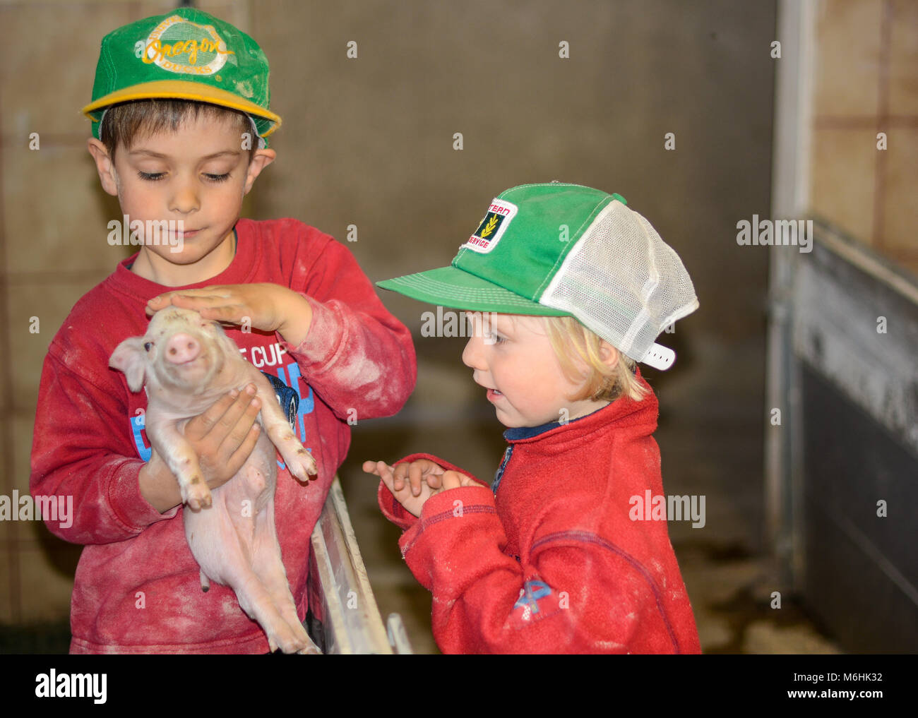 Little helpers in barn 7 Stock Photo - Alamy