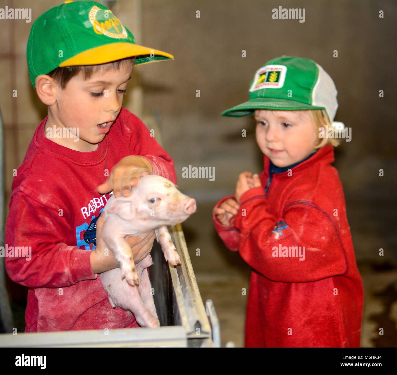 Little helpers in barn 8 Stock Photo - Alamy