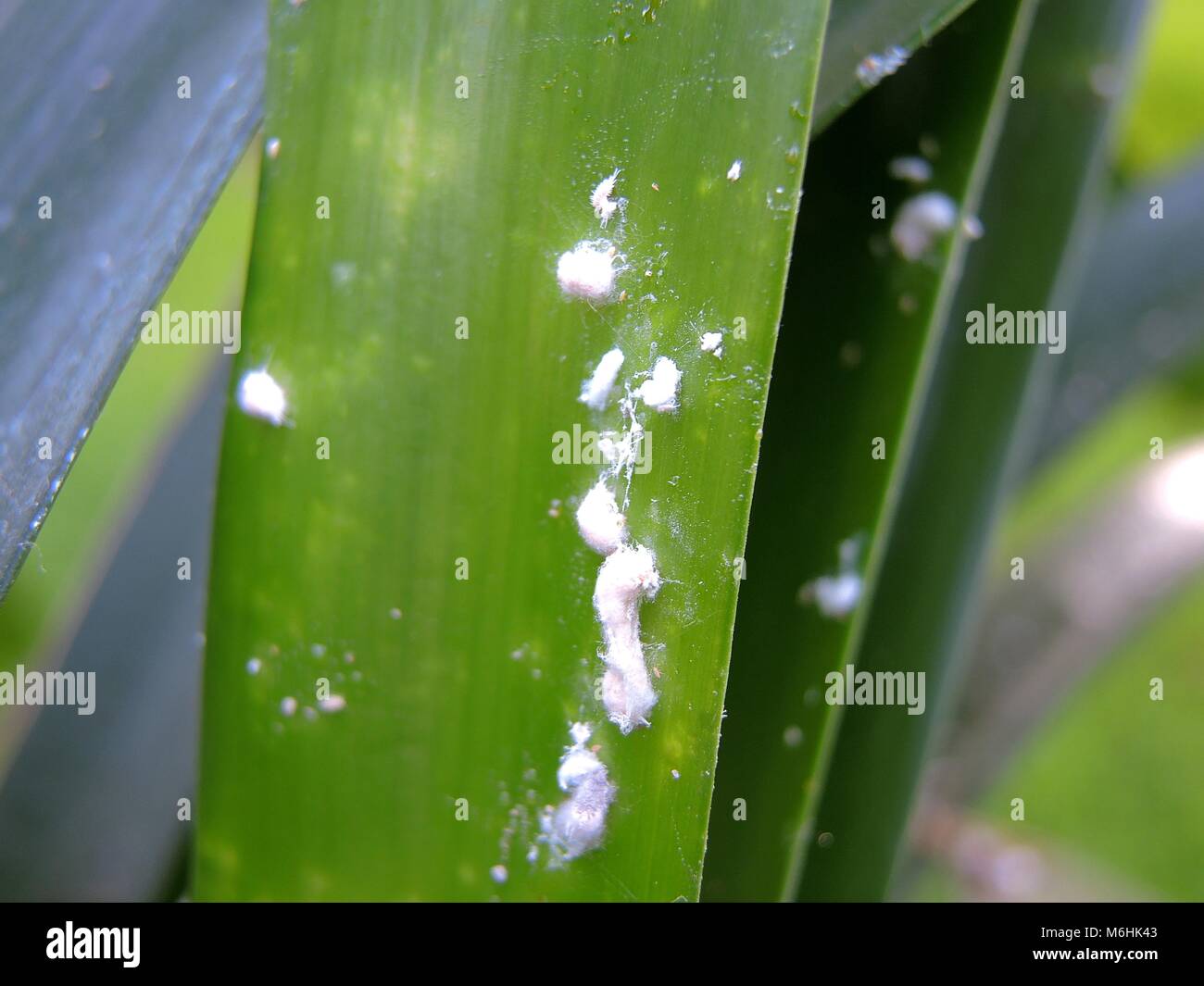 Mealy Bug Stock Photos & Mealy Bug Stock Images - Alamy