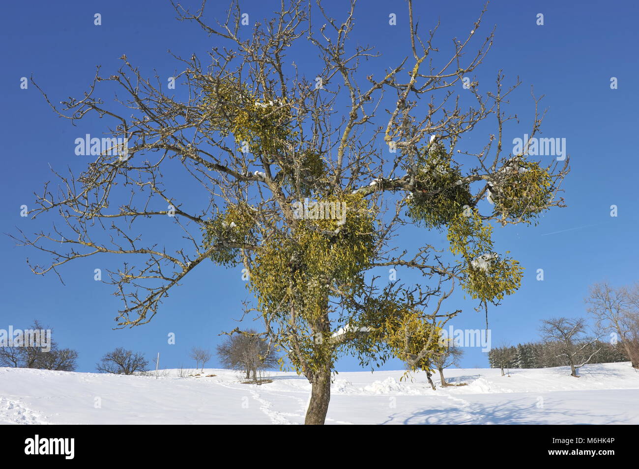 Mistletoe apple tree 2 Stock Photo - Alamy