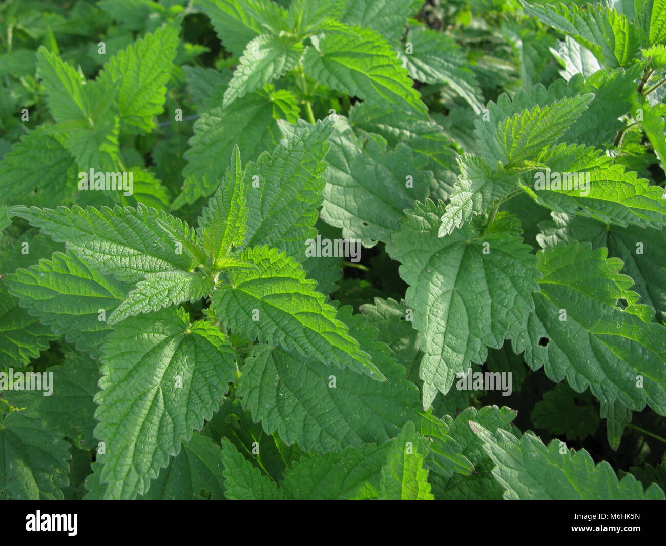 Bushes stinging nettles hi-res stock photography and images - Alamy