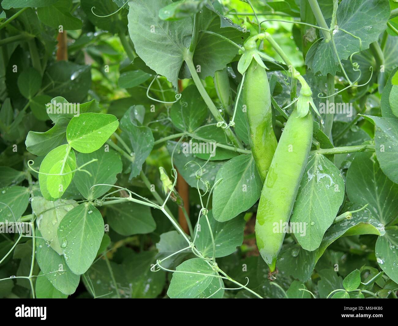Peas legumen hi-res stock photography and images - Alamy