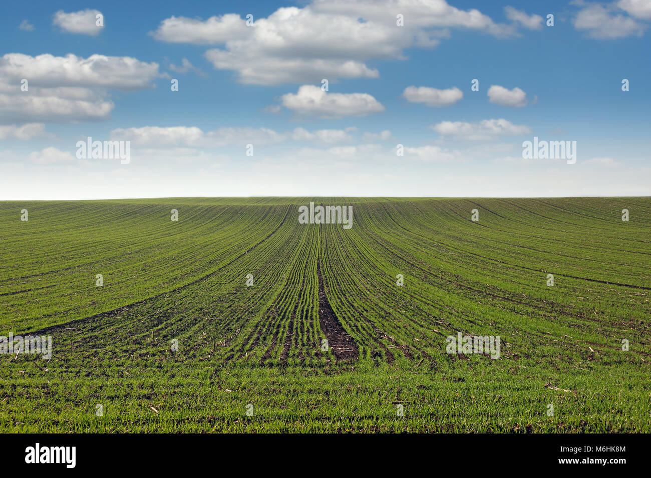 green wheat field spring season landscape Stock Photo - Alamy