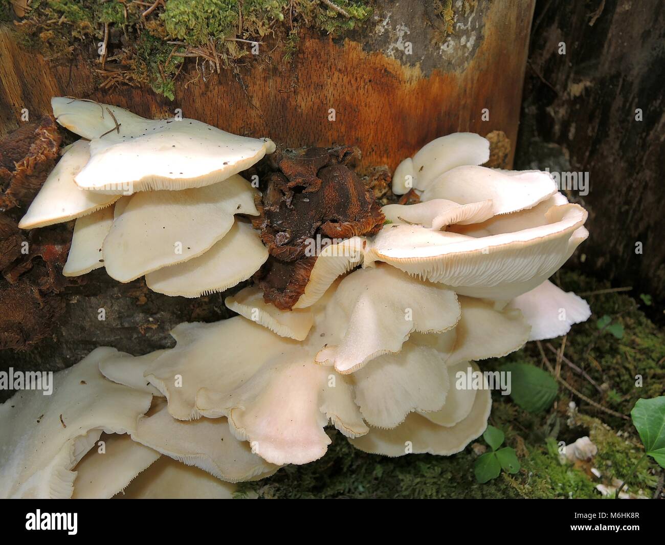 Pleurotus ostreatus 3 Stock Photo - Alamy