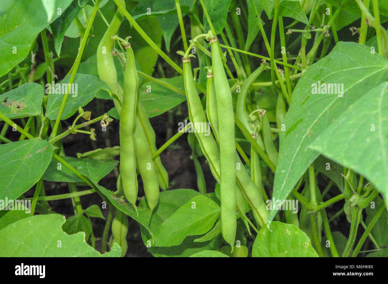Nitrogen fixation pea plant hi-res stock photography and images - Alamy
