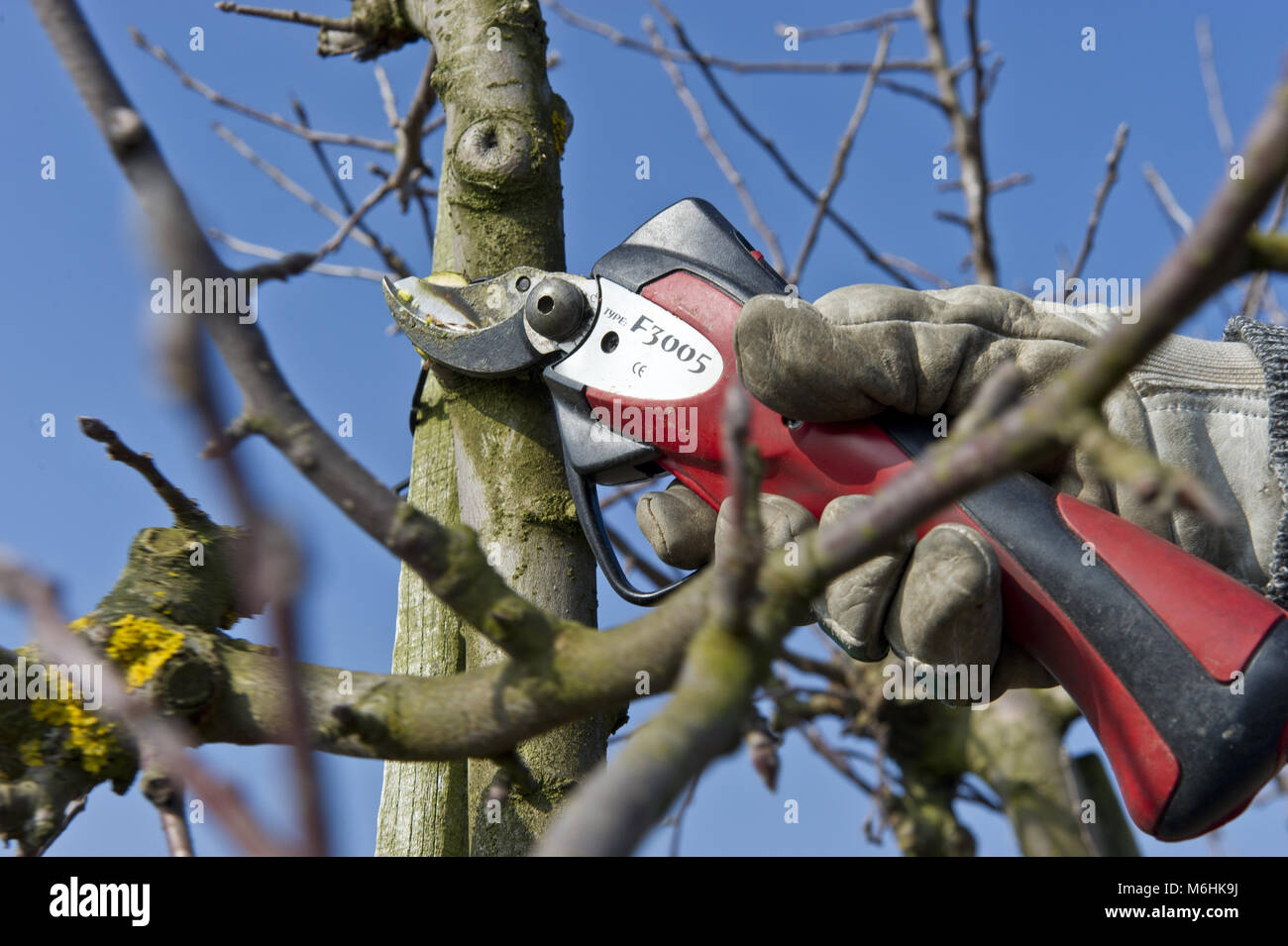 Prune an apple tree hi-res stock photography and images - Alamy