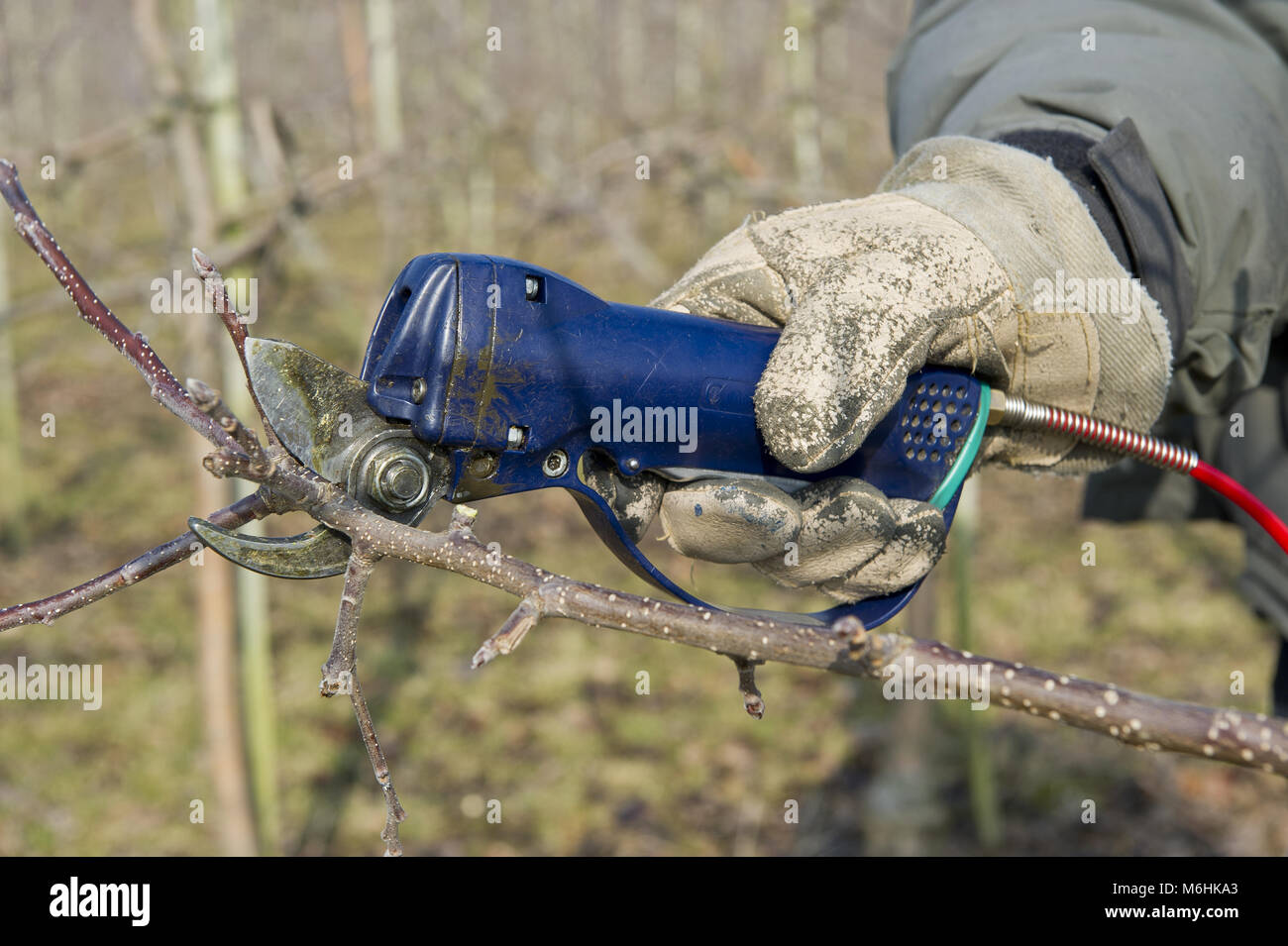 Pruning apple tree 17 Stock Photo - Alamy
