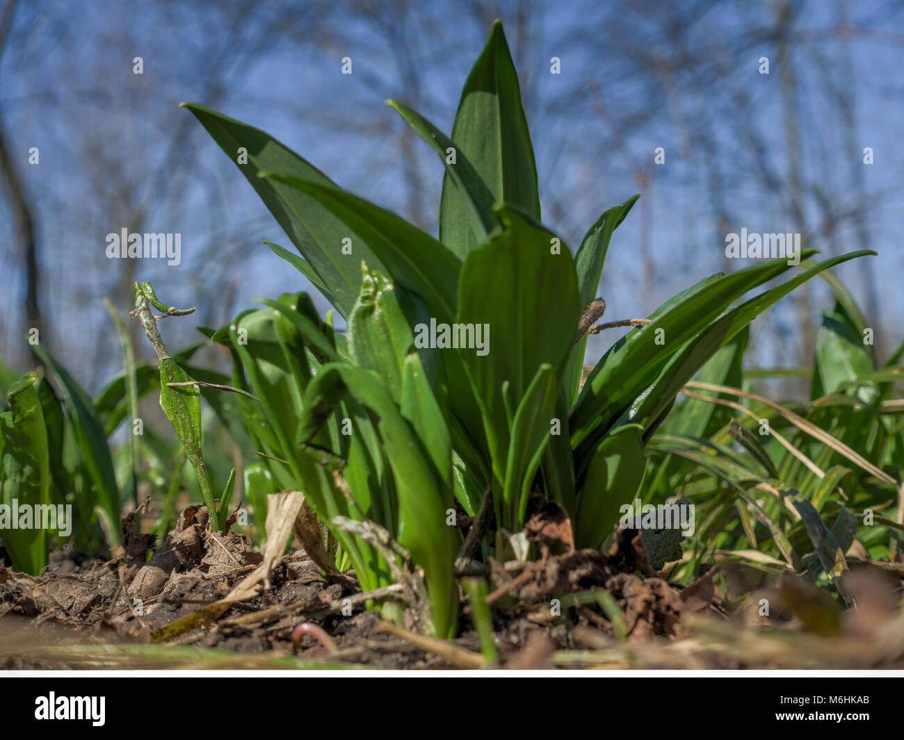Ramson crop hi-res stock photography and images - Alamy