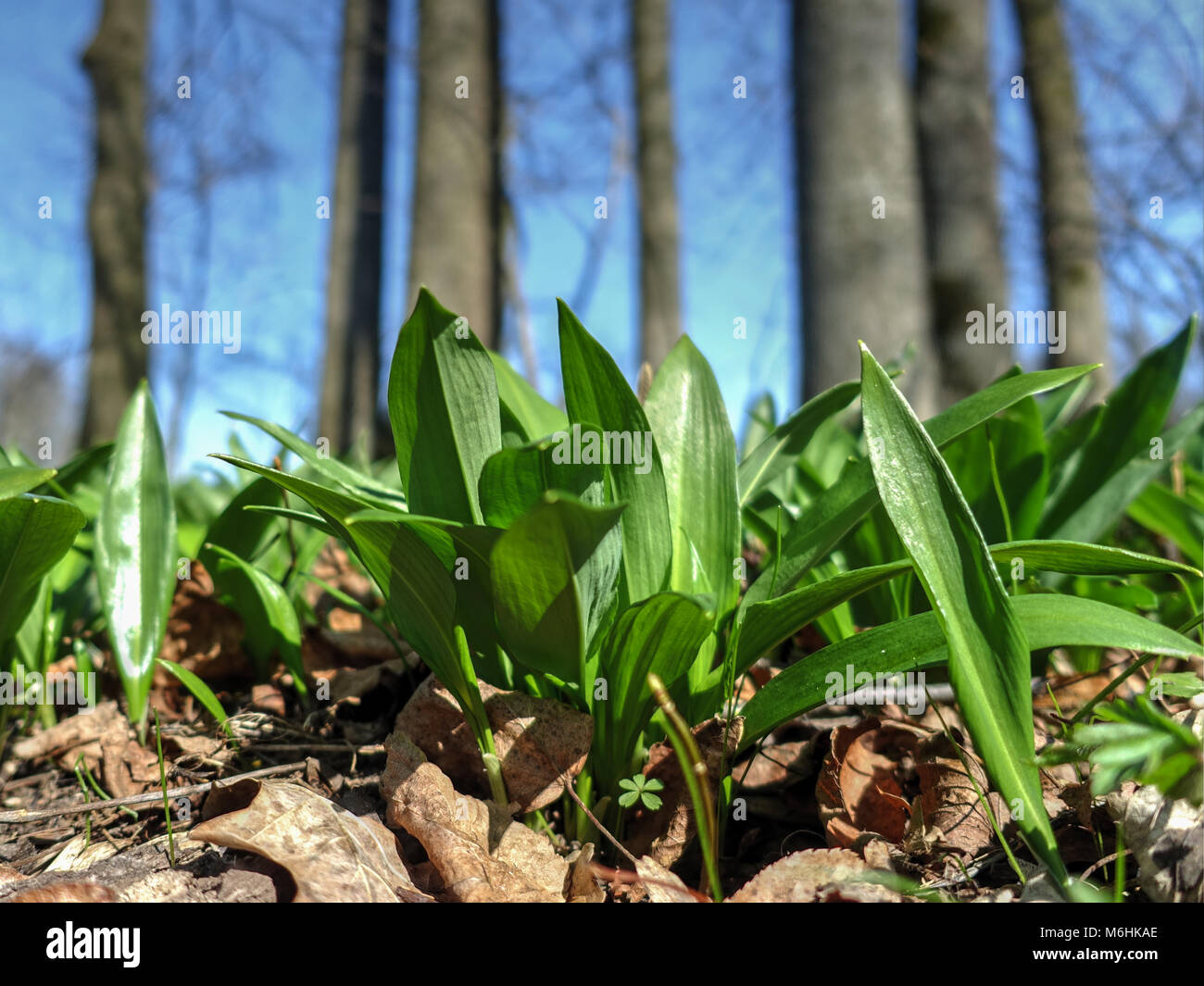 Ramsons picking hi-res stock photography and images - Alamy