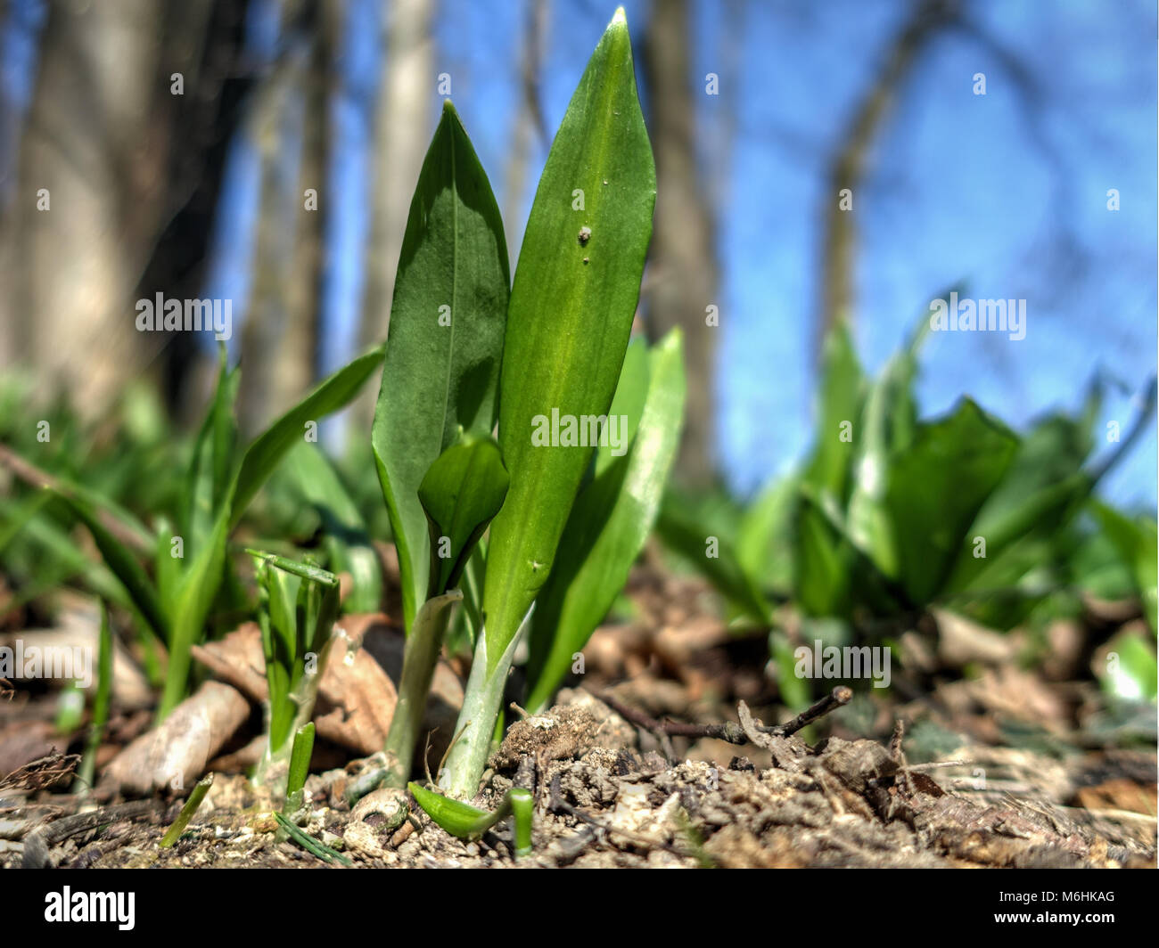 Ramson crop hi-res stock photography and images - Alamy