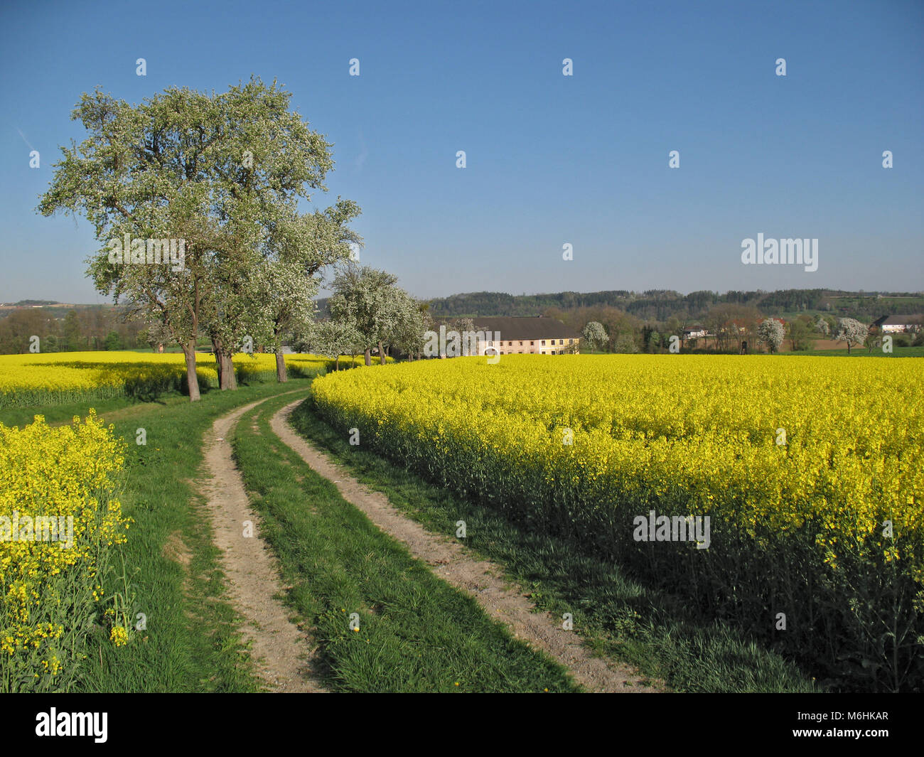 Rapso rape 12 Stock Photo - Alamy