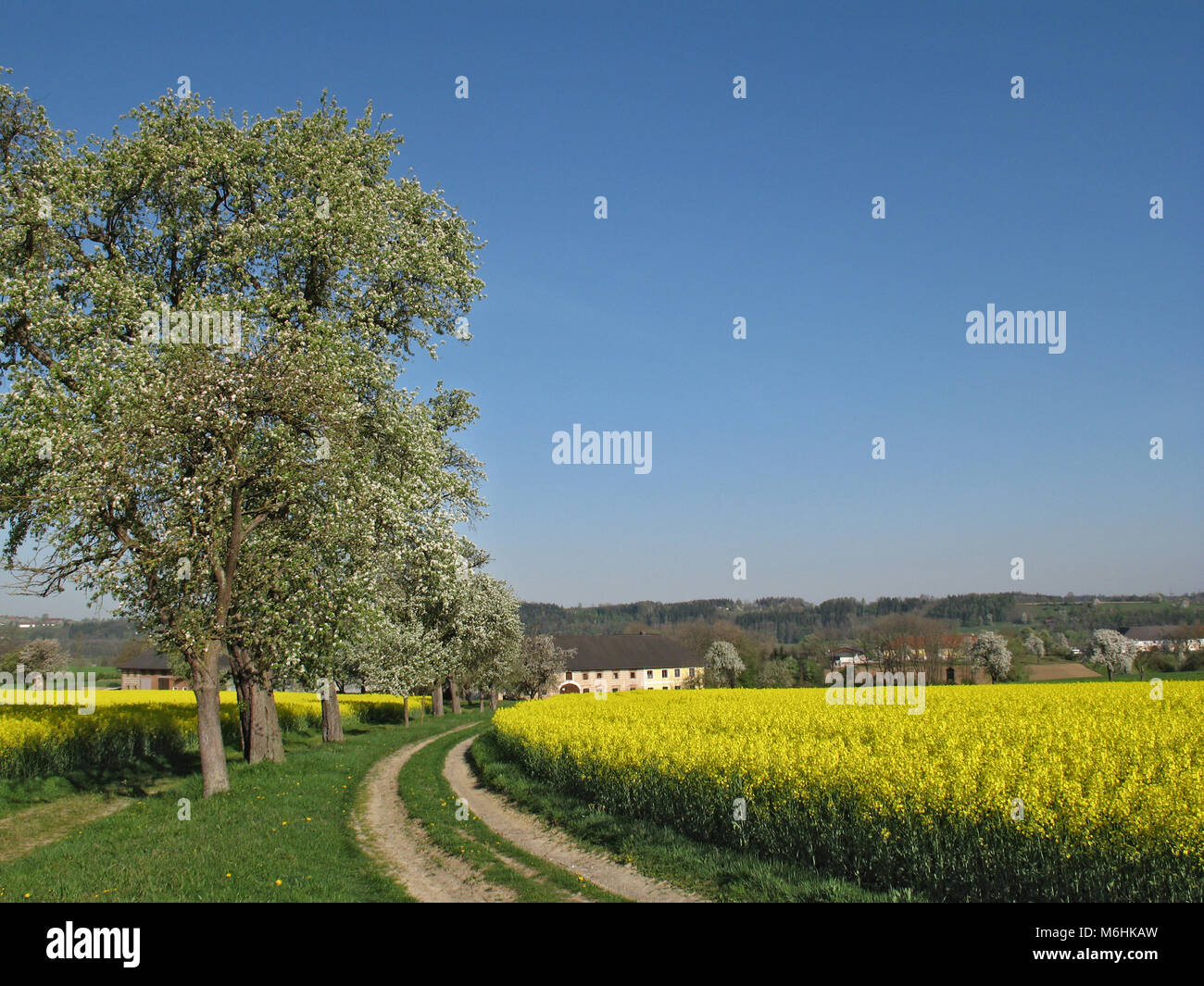 Rapso rape 13 Stock Photo - Alamy