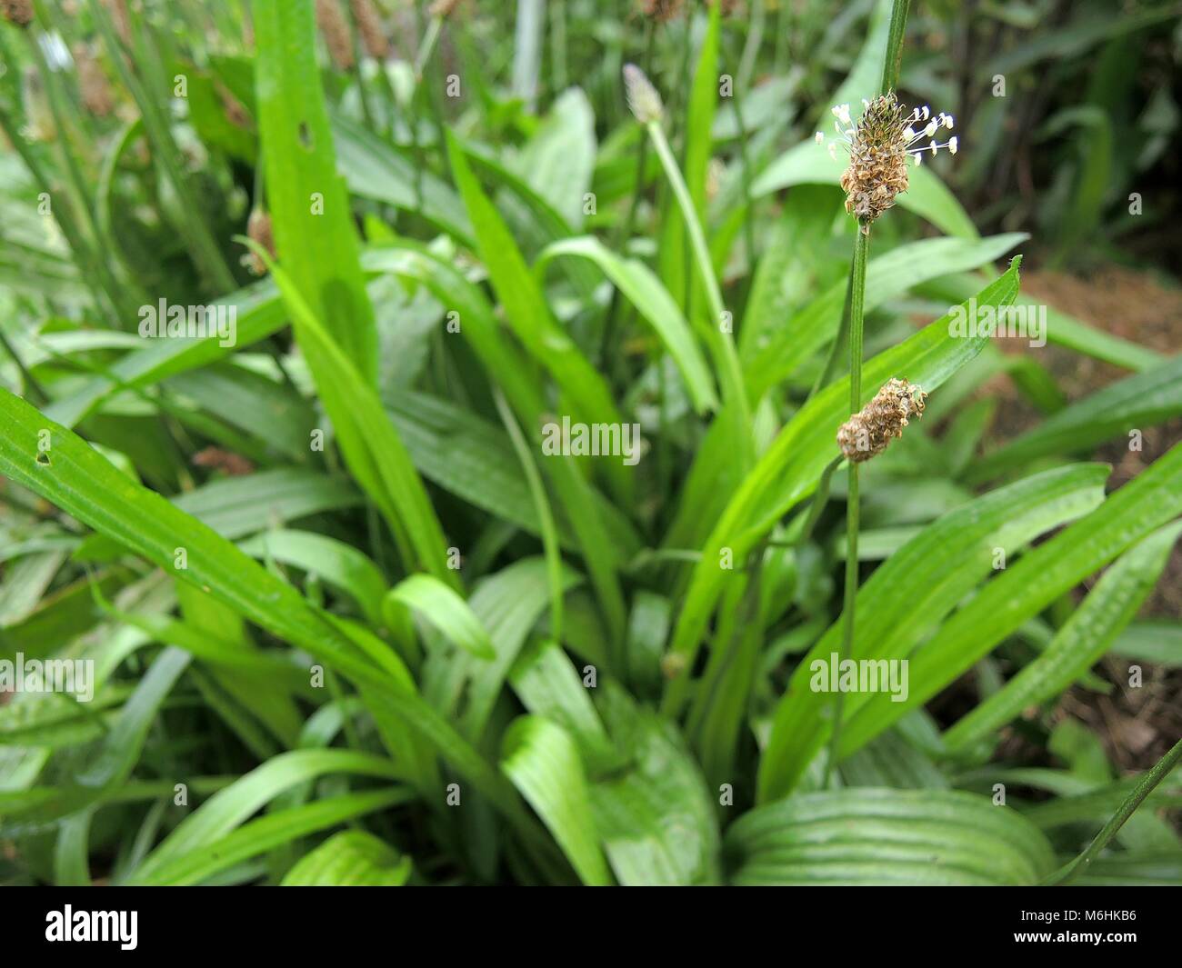 Rib grass plantago lanceolata hi-res stock photography and images - Alamy