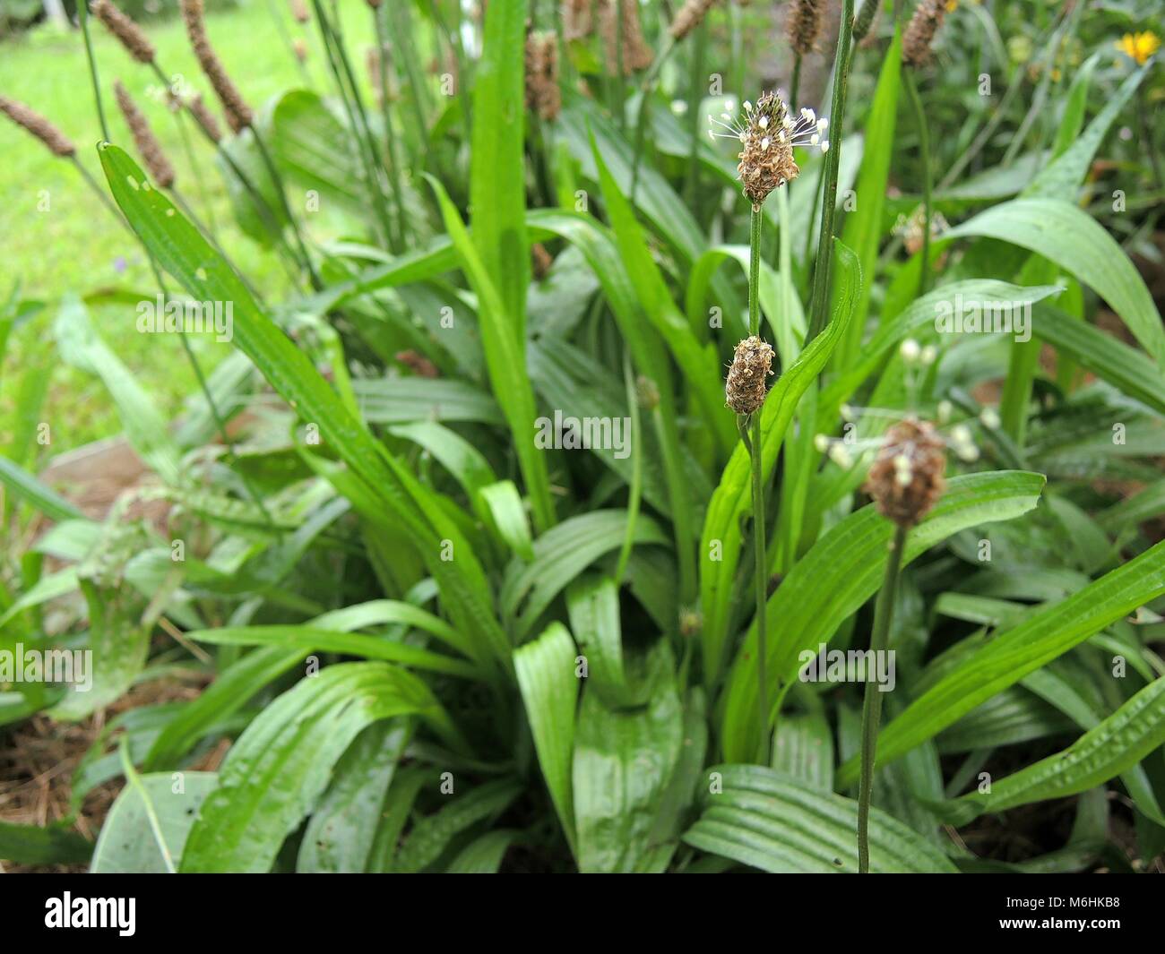 Rib grass plantago lanceolata hi-res stock photography and images - Alamy