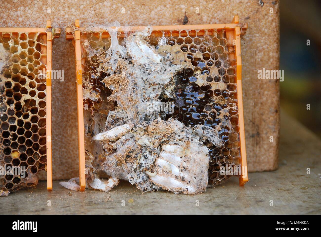 Beehive honey moth hi-res stock photography and images - Alamy