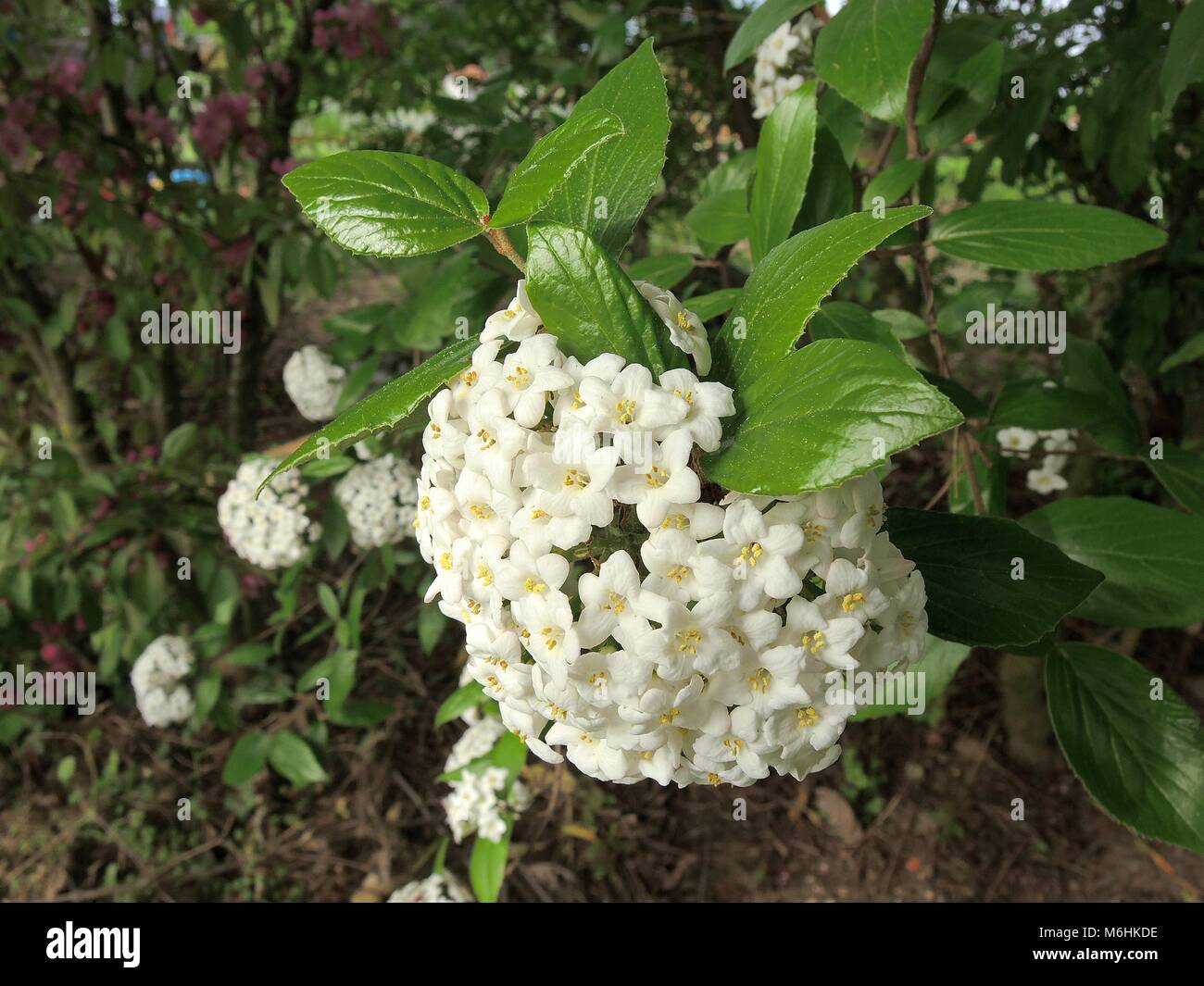 Snowball bush viburnum lantana hi-res stock photography and images - Alamy