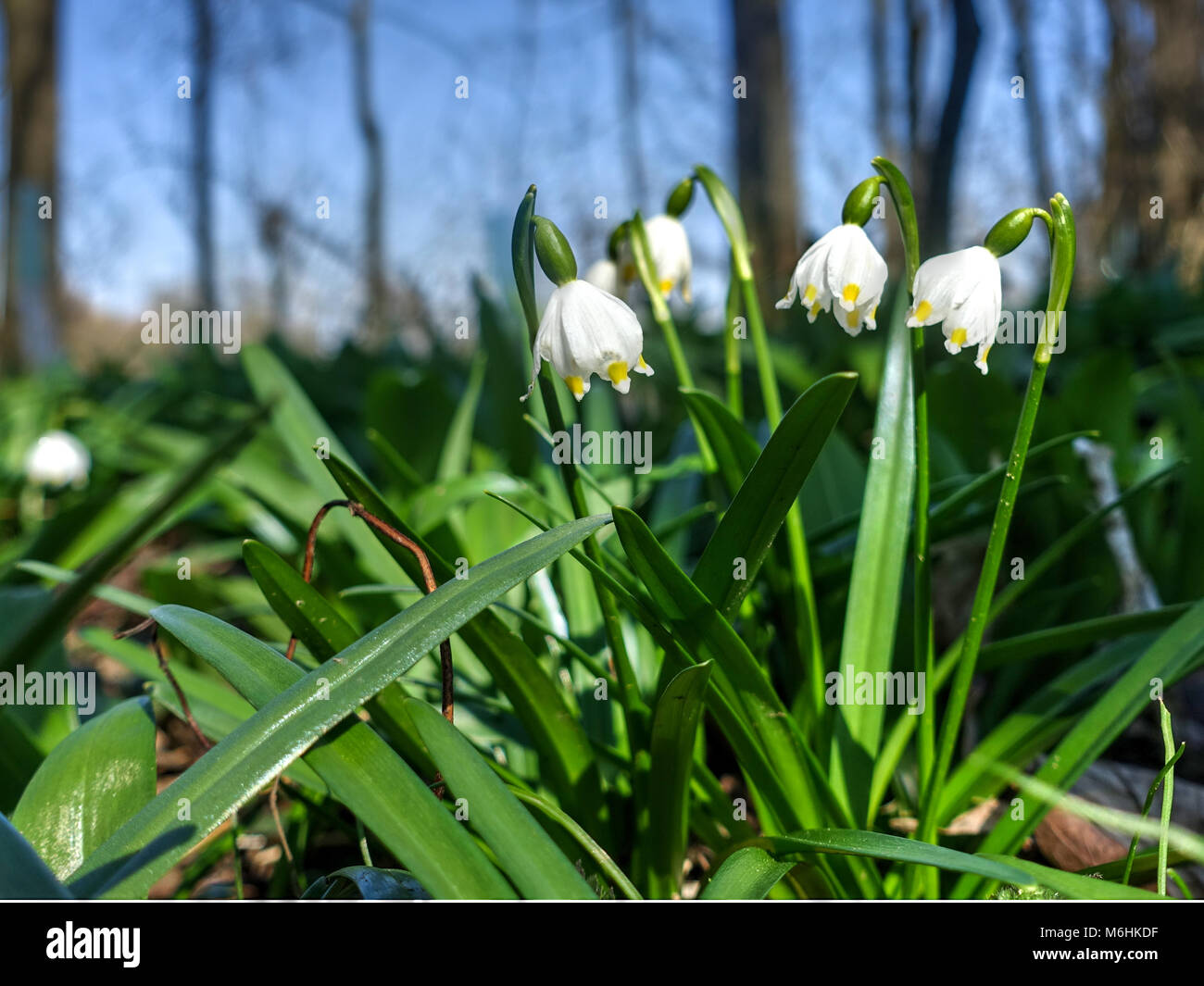 Snowdrop shrub flowers hi-res stock photography and images - Alamy