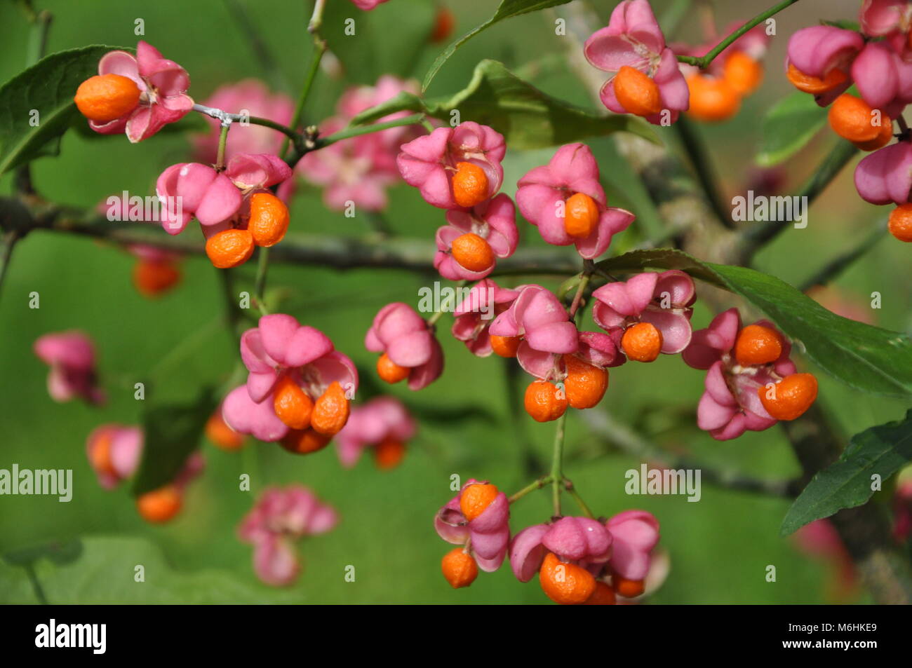 spindle tree 4 Stock Photo - Alamy